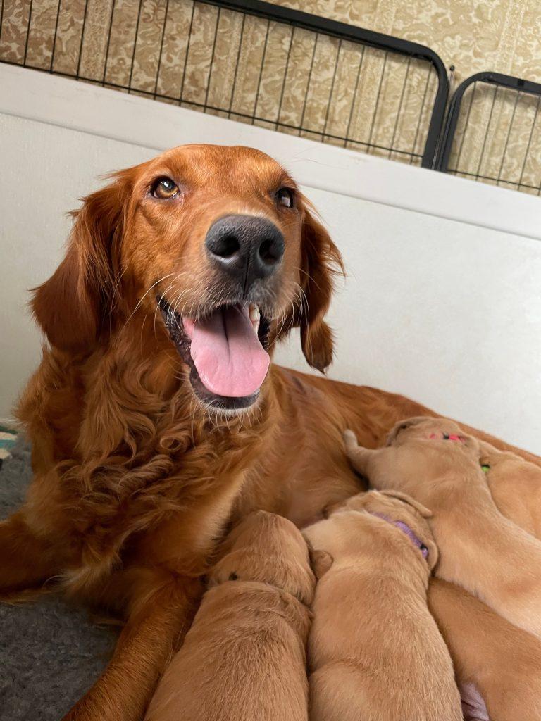 CHEETOS – Sunlite Golden Retrievers